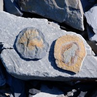 research – Francesca Brooks