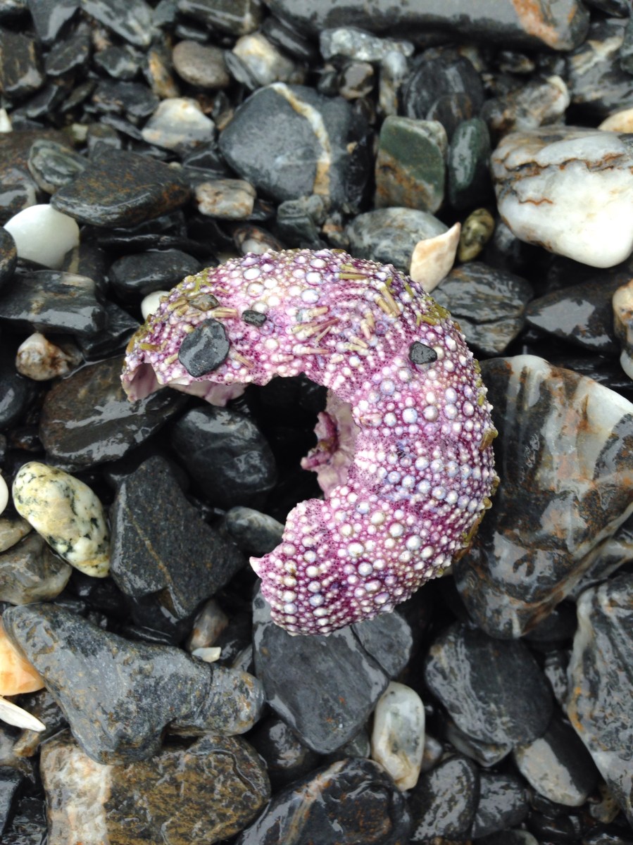 Poetry – Francesca Brooks